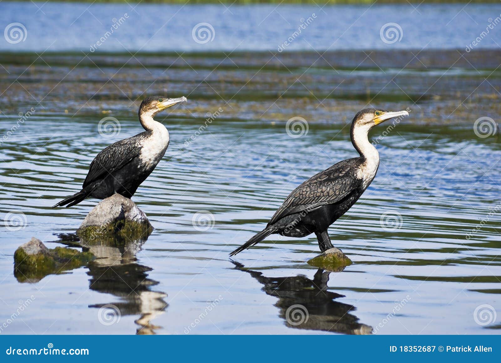 Pair of White-breasted Cormorants Stock Image - Image of lagoon ...