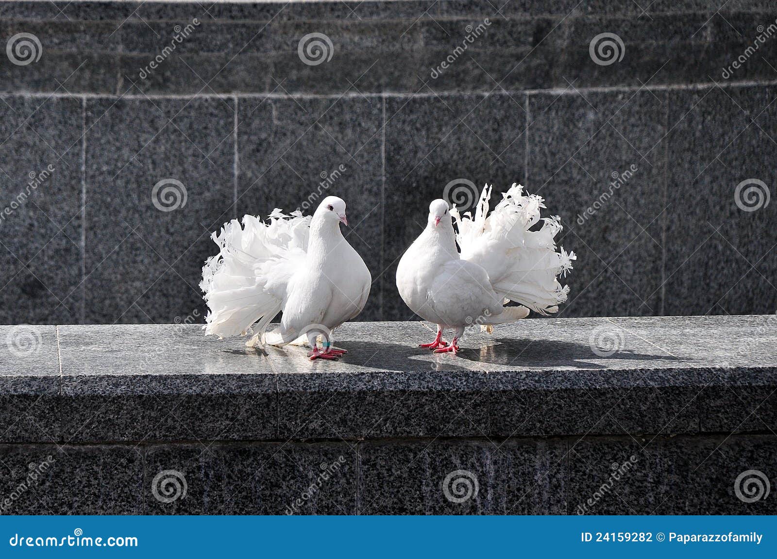 A pair of white doves stock photo. Image of feathers - 24159282