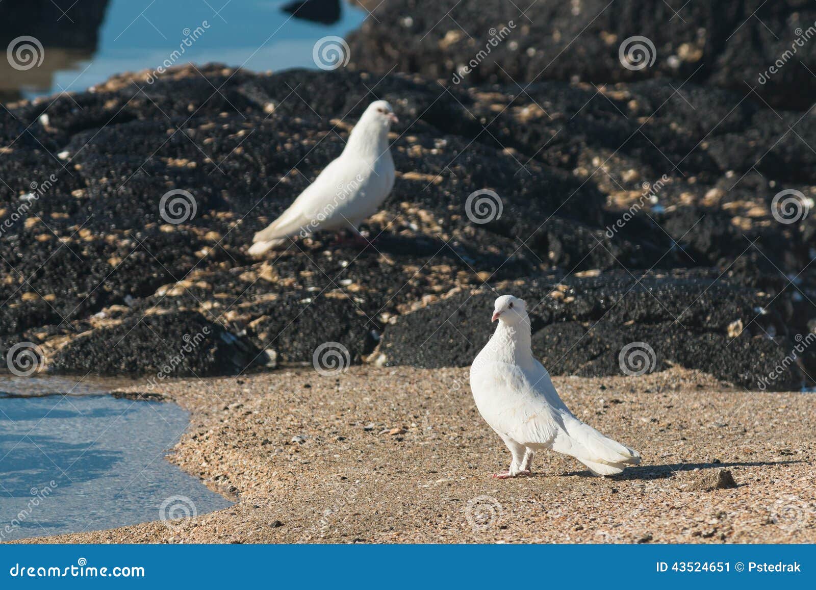 Two Doves On A Sandy Shore Morskoym Show Love For Each Other. Co ...
