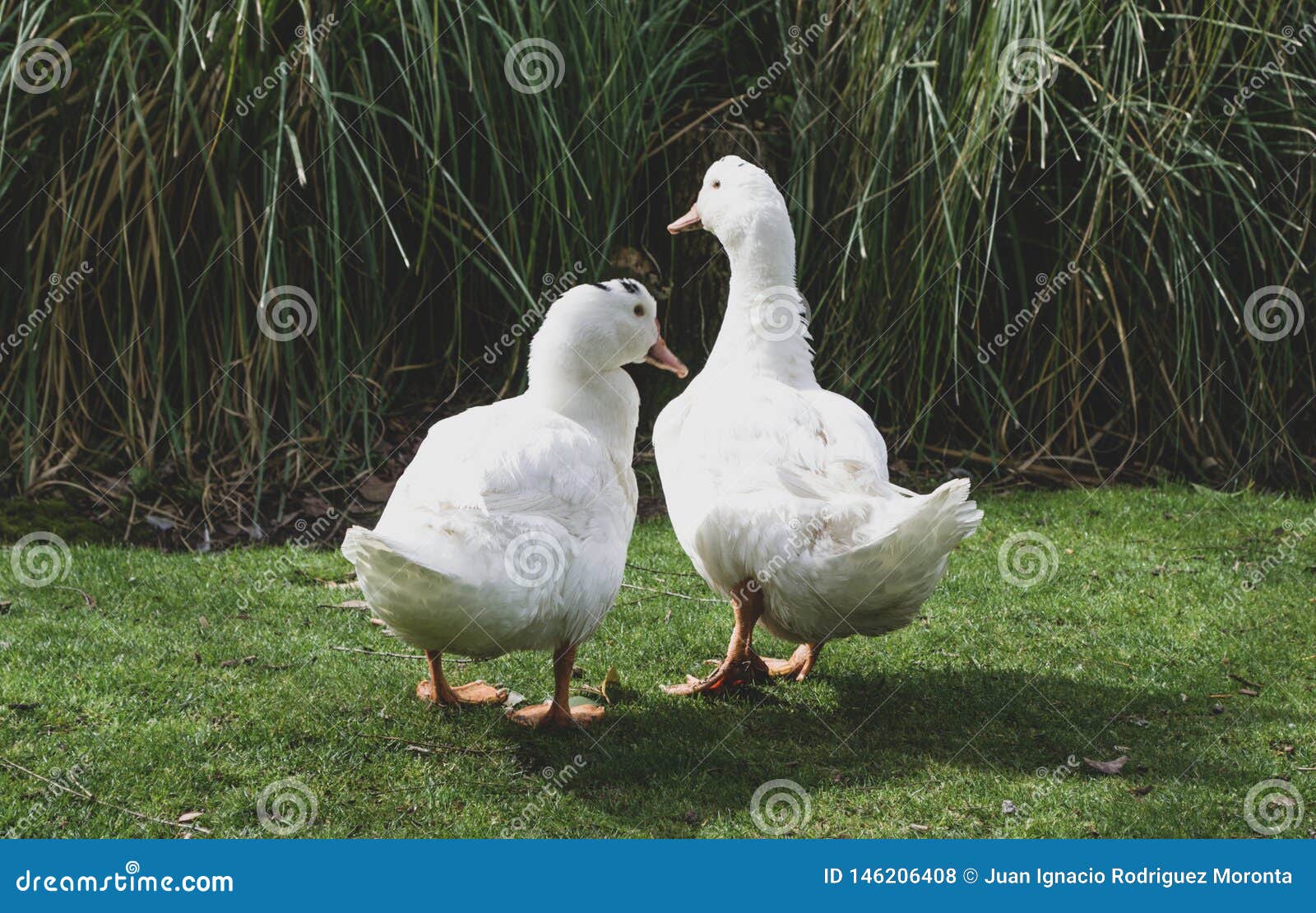 Pair of White Ducks in Love Stock Photo - Image of love, beautiful ...