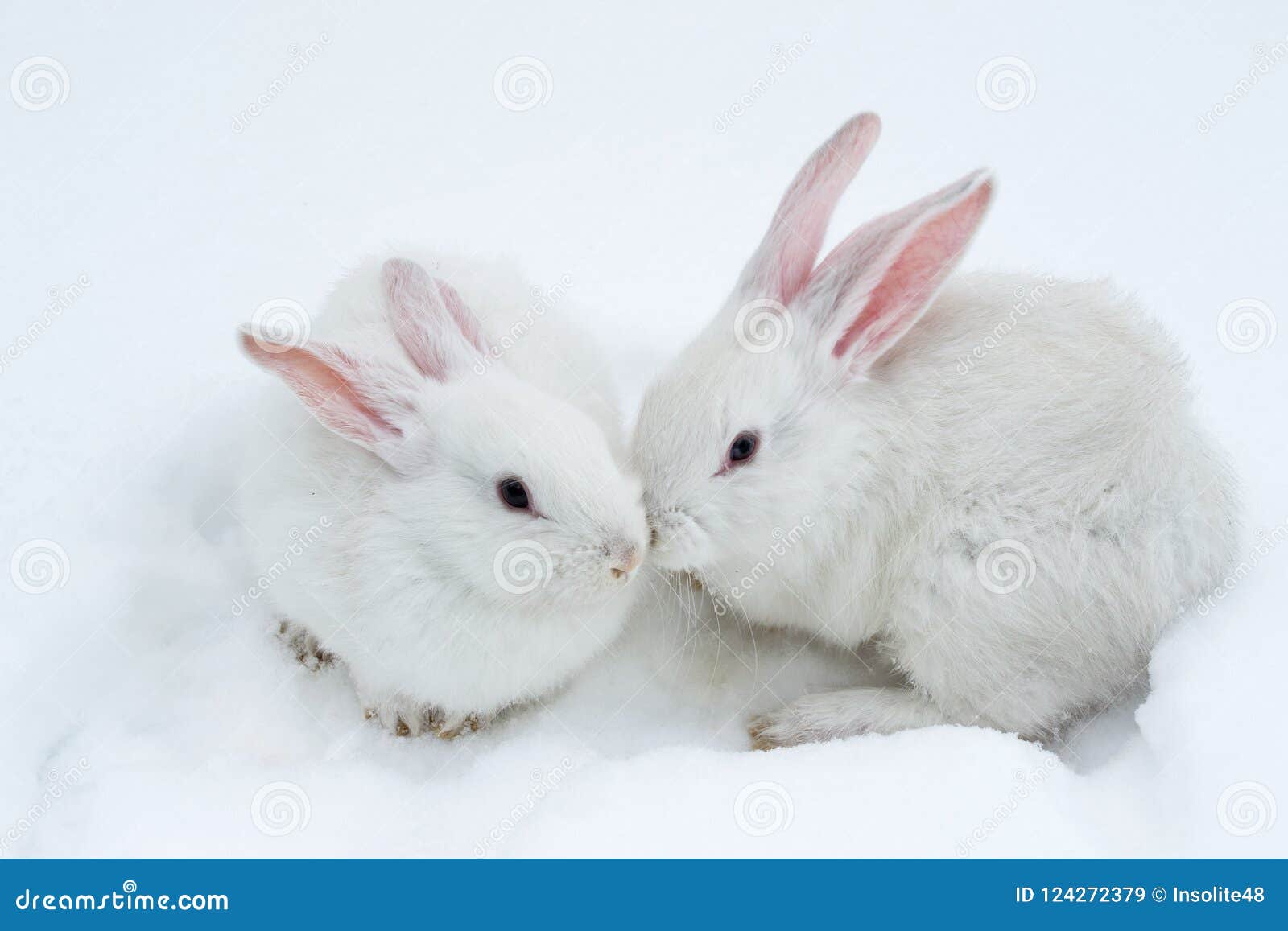 A Pair of White Fluffy Rabbits on White Winter Snow Stock Image - Image ...