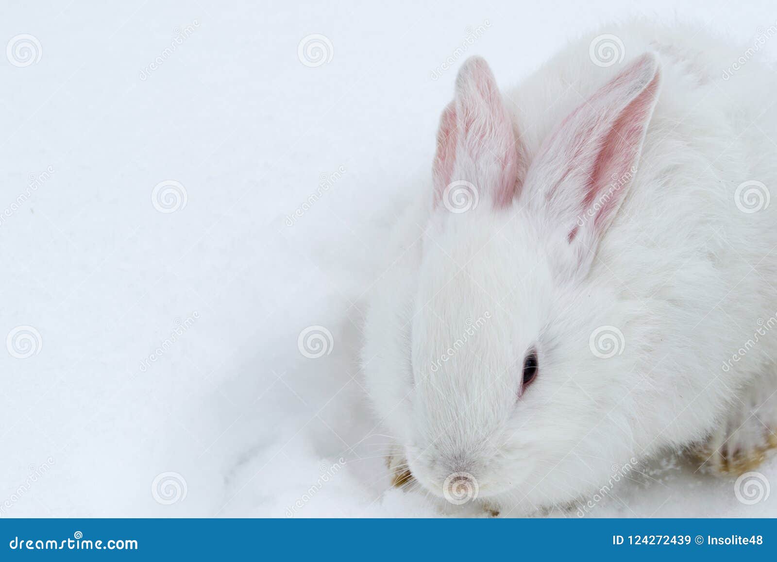 A Pair of White Fluffy Rabbits on White Winter Snow Stock Image - Image ...