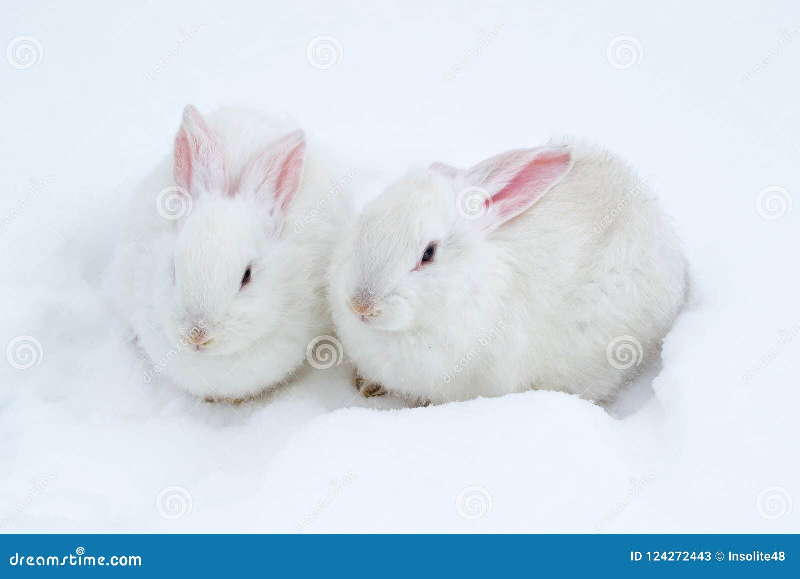 A Pair of White Fluffy Rabbits on White Winter Snow Stock Image - Image ...