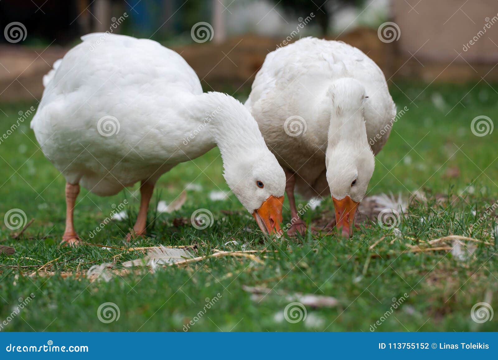 A pair of white geese stock photo. Image of poultry - 113755152