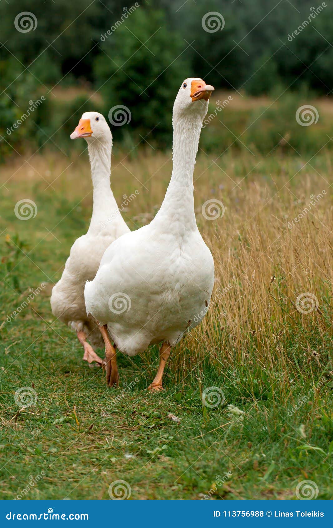238 Pair White Geese Walking Stock Photos - Free & Royalty-Free Stock ...