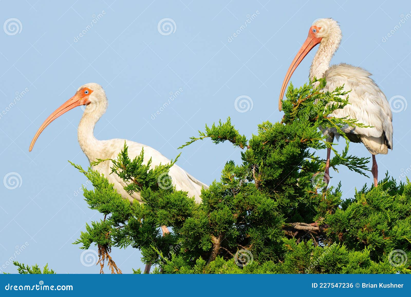 Pair of White Ibis Standing in a Tree Stock Photo - Image of florida ...