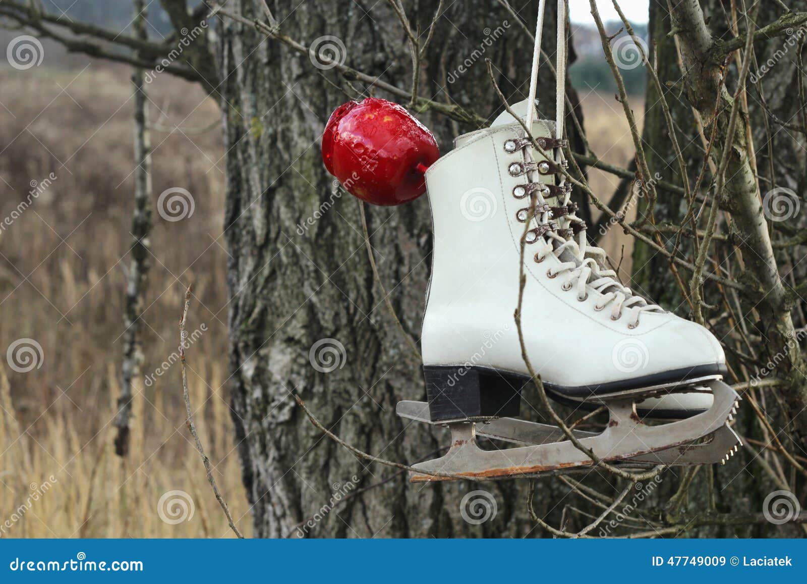Pair of White Ice Skates Hanging on the Tree Stock Image - Image of ...
