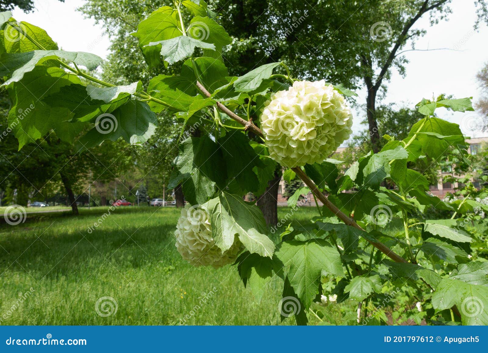 Pair of White Inflorescences of Viburnum Opulus Sterile Stock Photo ...