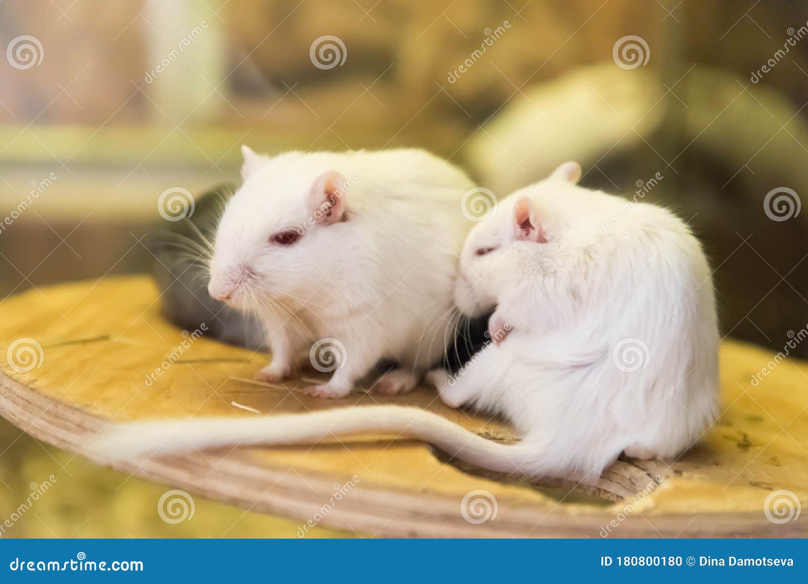 A Pair of White Mice with a Long Tail. Close-up, Portrait. Stock Photo ...