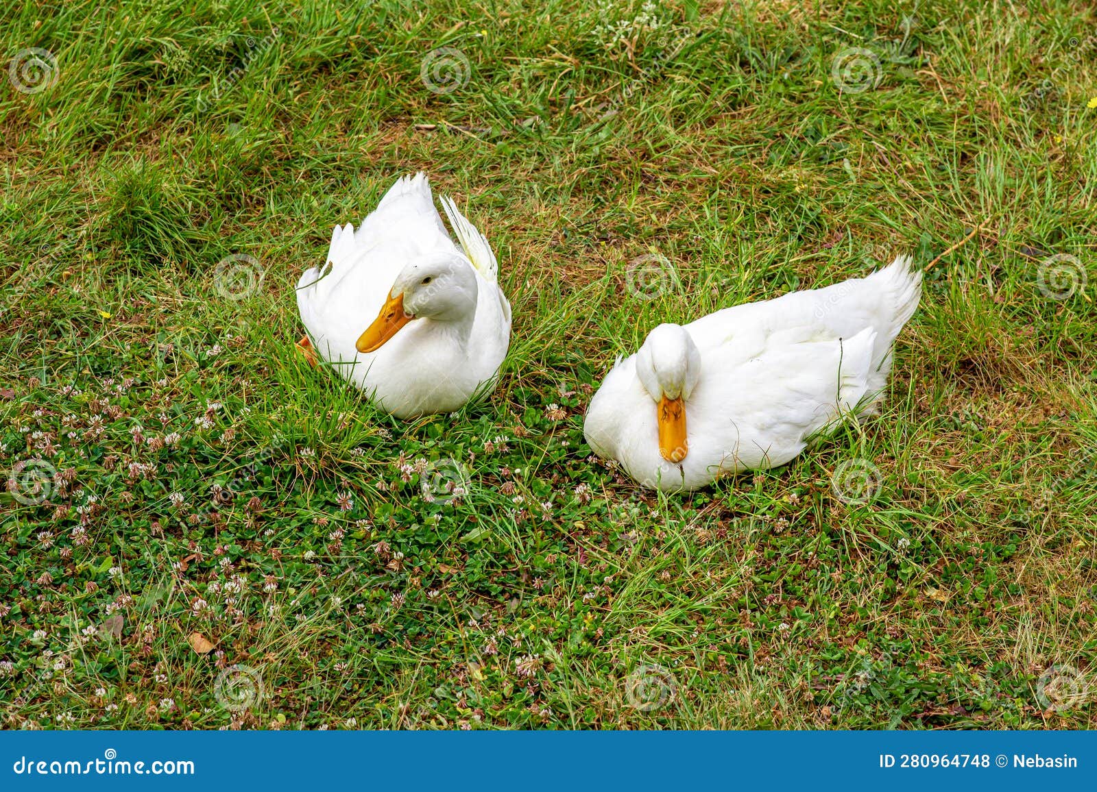 Pair of White Peking Ducks on Green Grass. Free Range, Pets Stock Photo ...