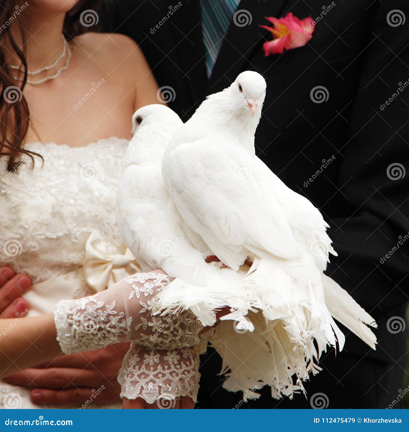 Pair of White Pigeons in Groom`s and Bride`s Hands Stock Image - Image ... Pair of White Pigeons in Groom`s and Bride`s Hands Stock Image - Image ...