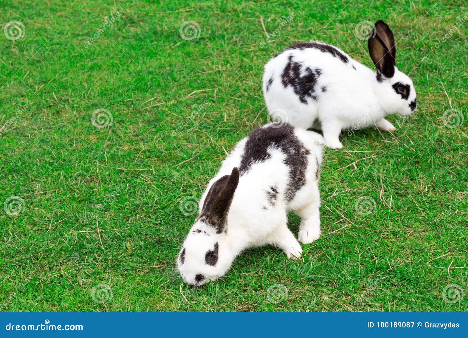 Pair of White Spotted Rabbits Stock Image - Image of white, domestic ...