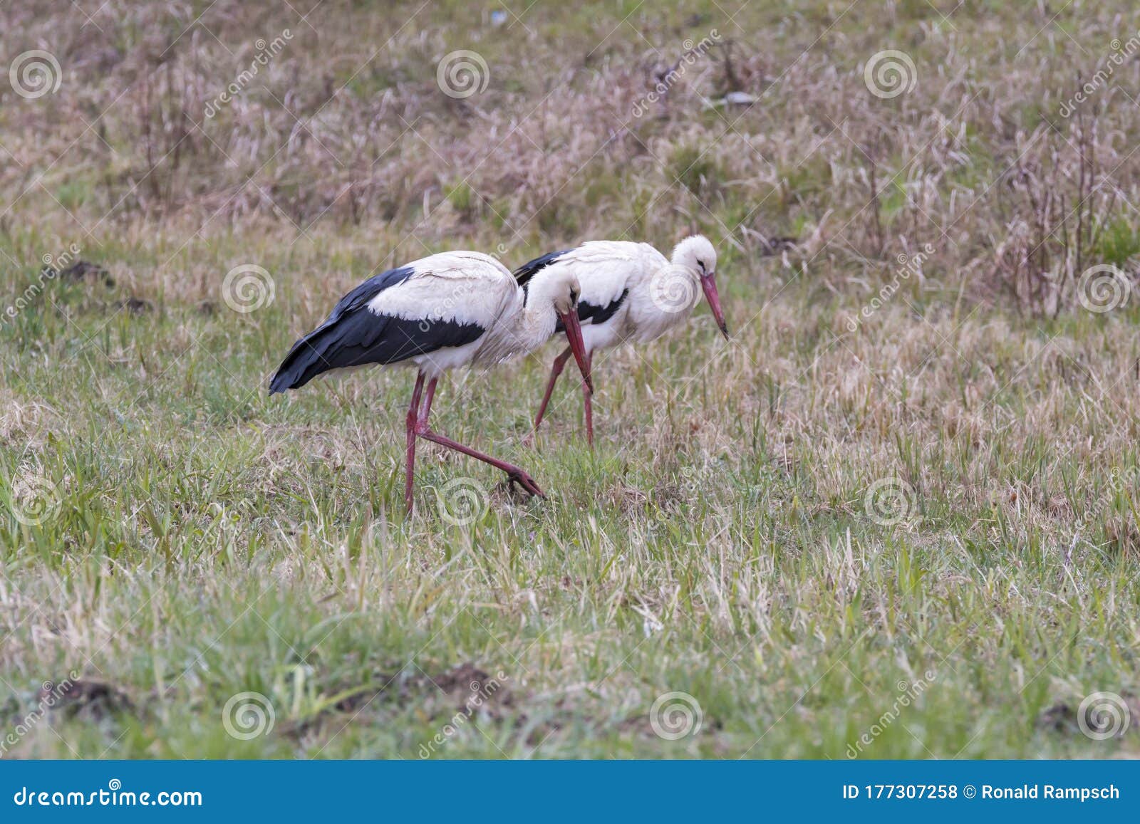 A Pair of White Storks Looking for Food Stock Photo - Image of bird ...