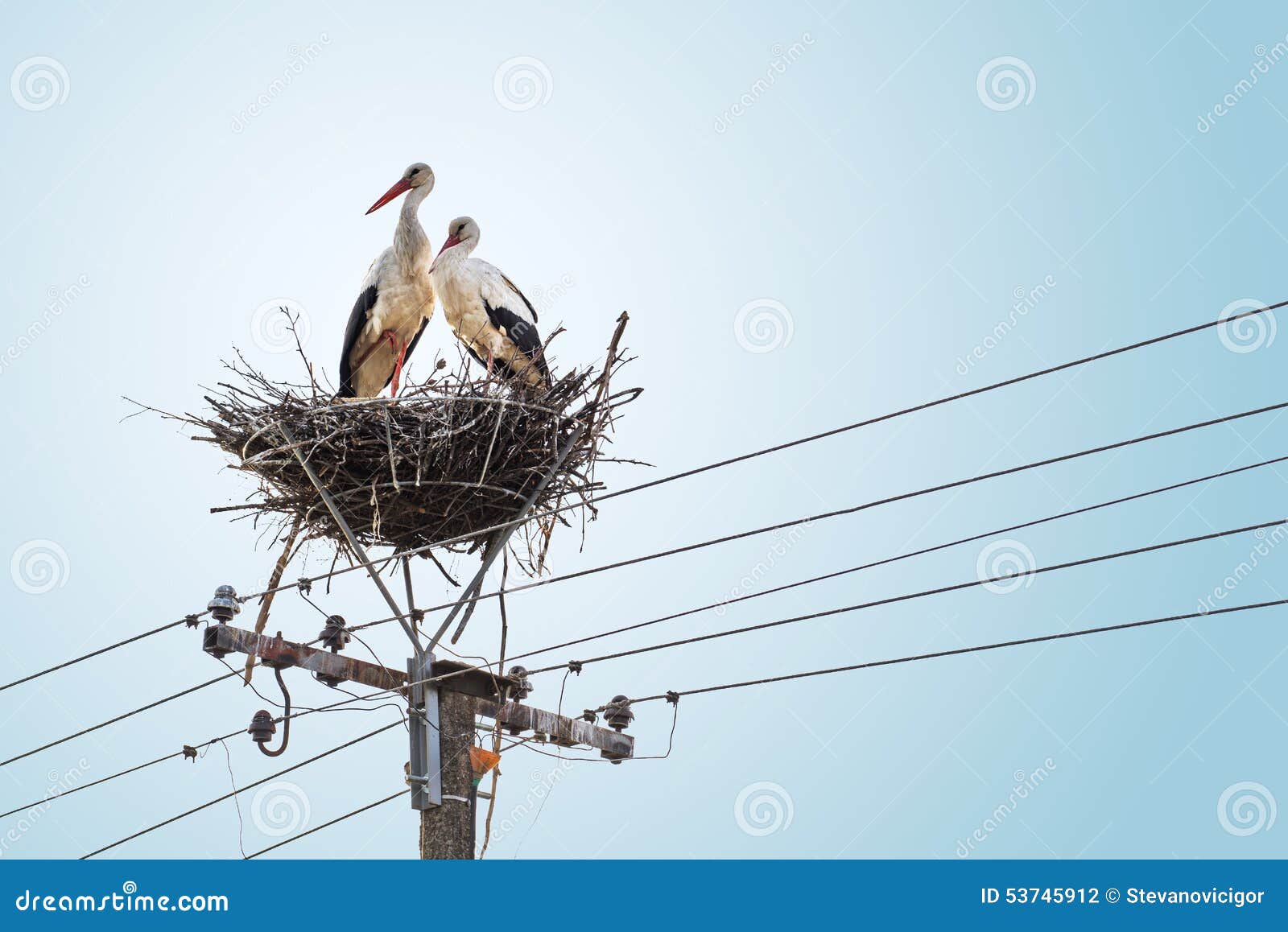 Pair of White Storks in Nest Stock Photo - Image of pair, white: 53745912