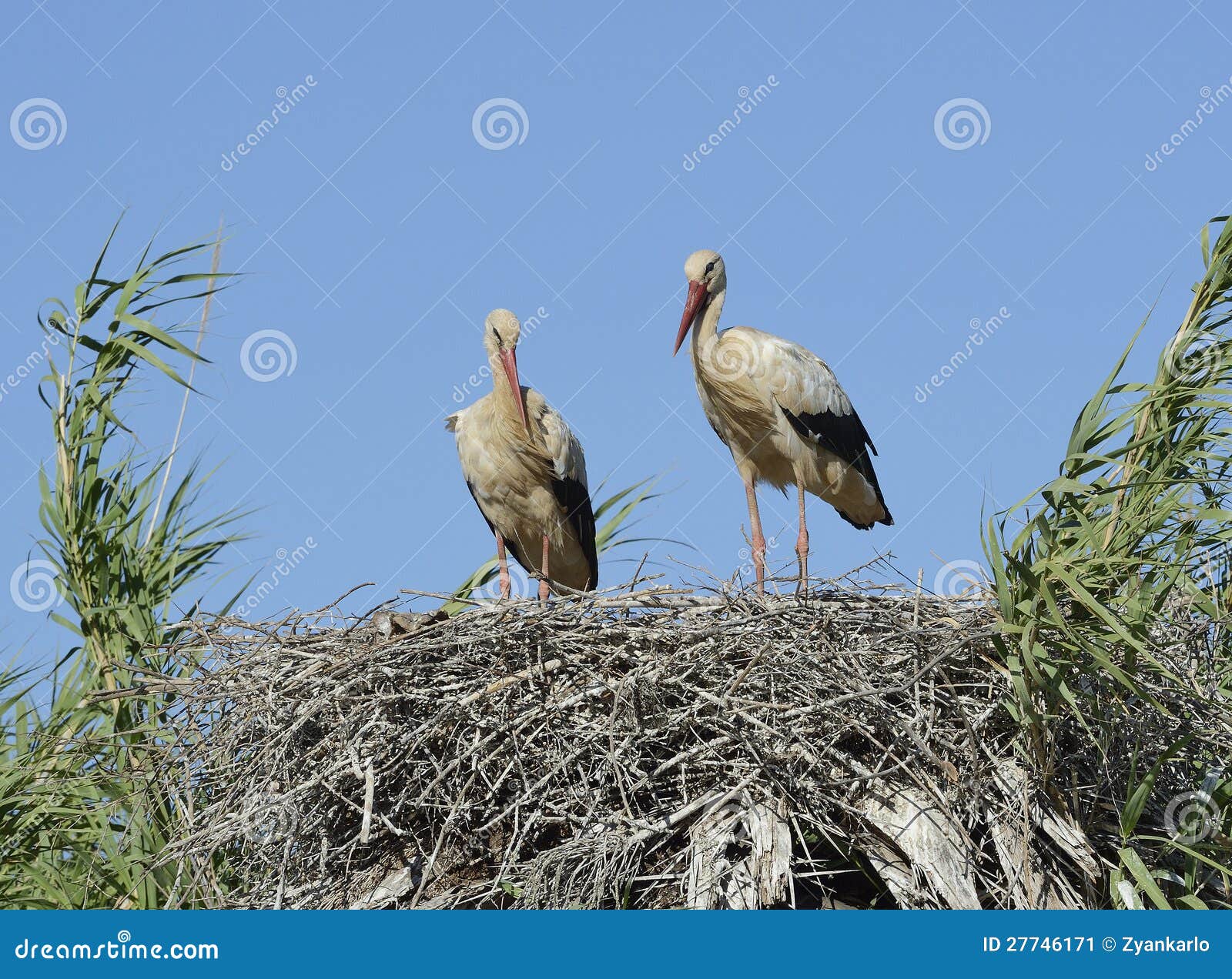 A Pair of White Storks in Portugal Stock Image - Image of nest, silves ...