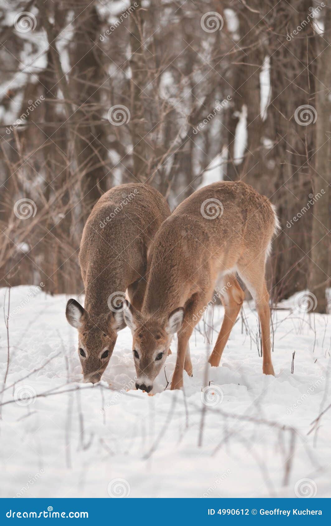 Pair of White-Tailed Deer in Snowy Woods Stock Photo - Image of snow ...