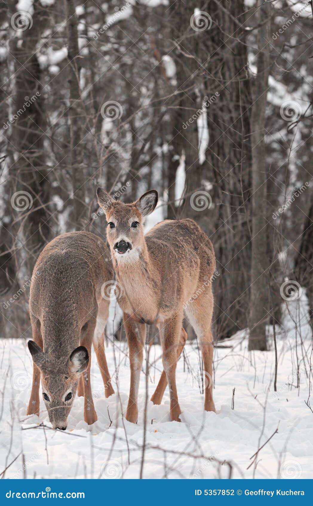 Pair of White-Tailed Deer in Snowy Woods Stock Photo - Image of white ...