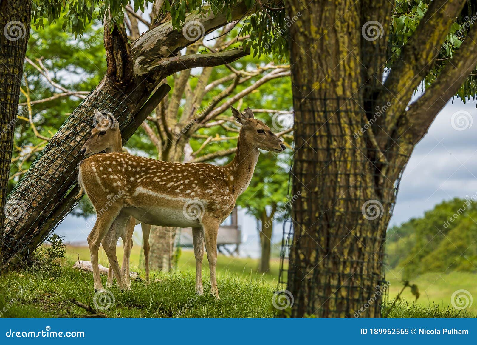 A Pair of White-Tailed Deer Stand Alert Amongst the Trees Stock Image ...