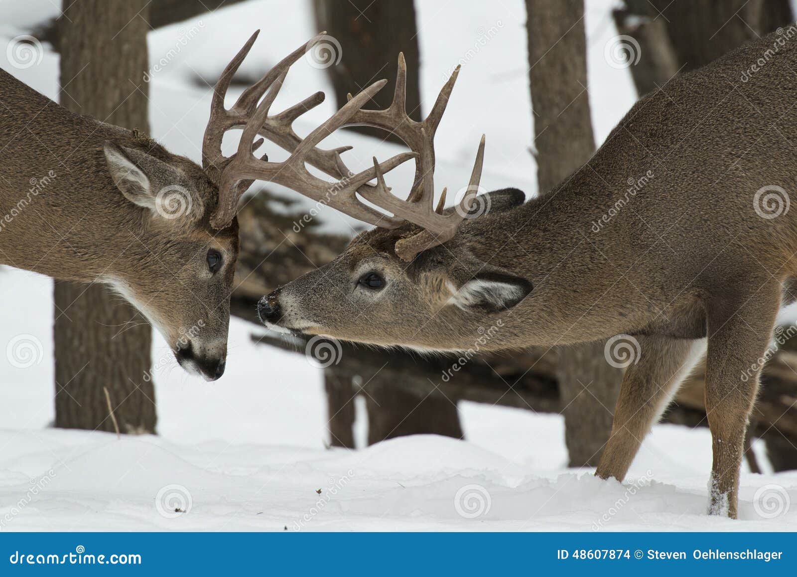 Pair of whitetail Deer stock photo. Image of pair, cold - 48607874