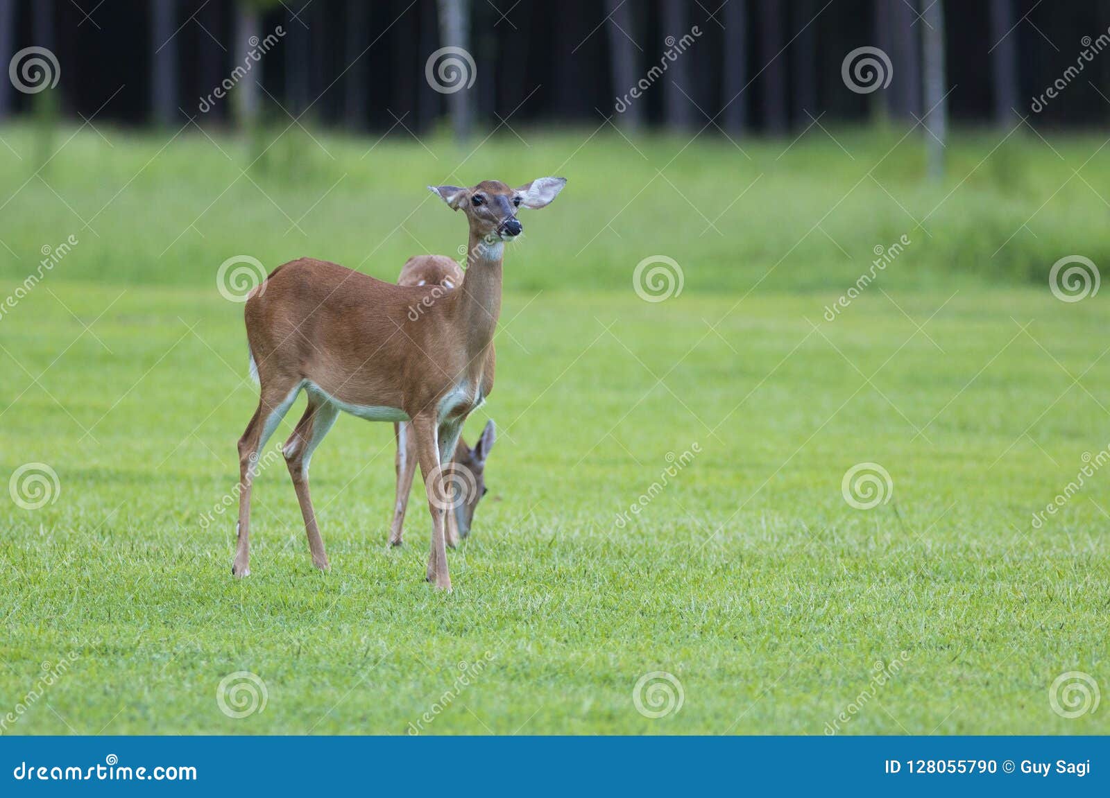 Pair of whitetail deer stock photo. Image of whitetail - 128055790