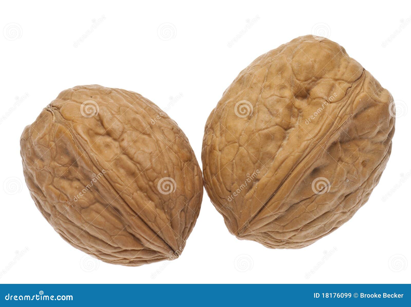 Pair of Whole Walnuts stock image. Image of food, allergy - 18176099
