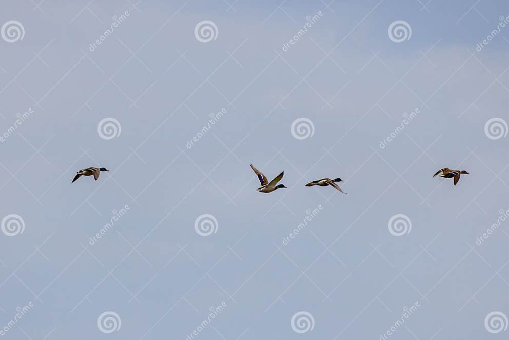 Wild ducks in flight stock image. Image of duck, migration - 275998345