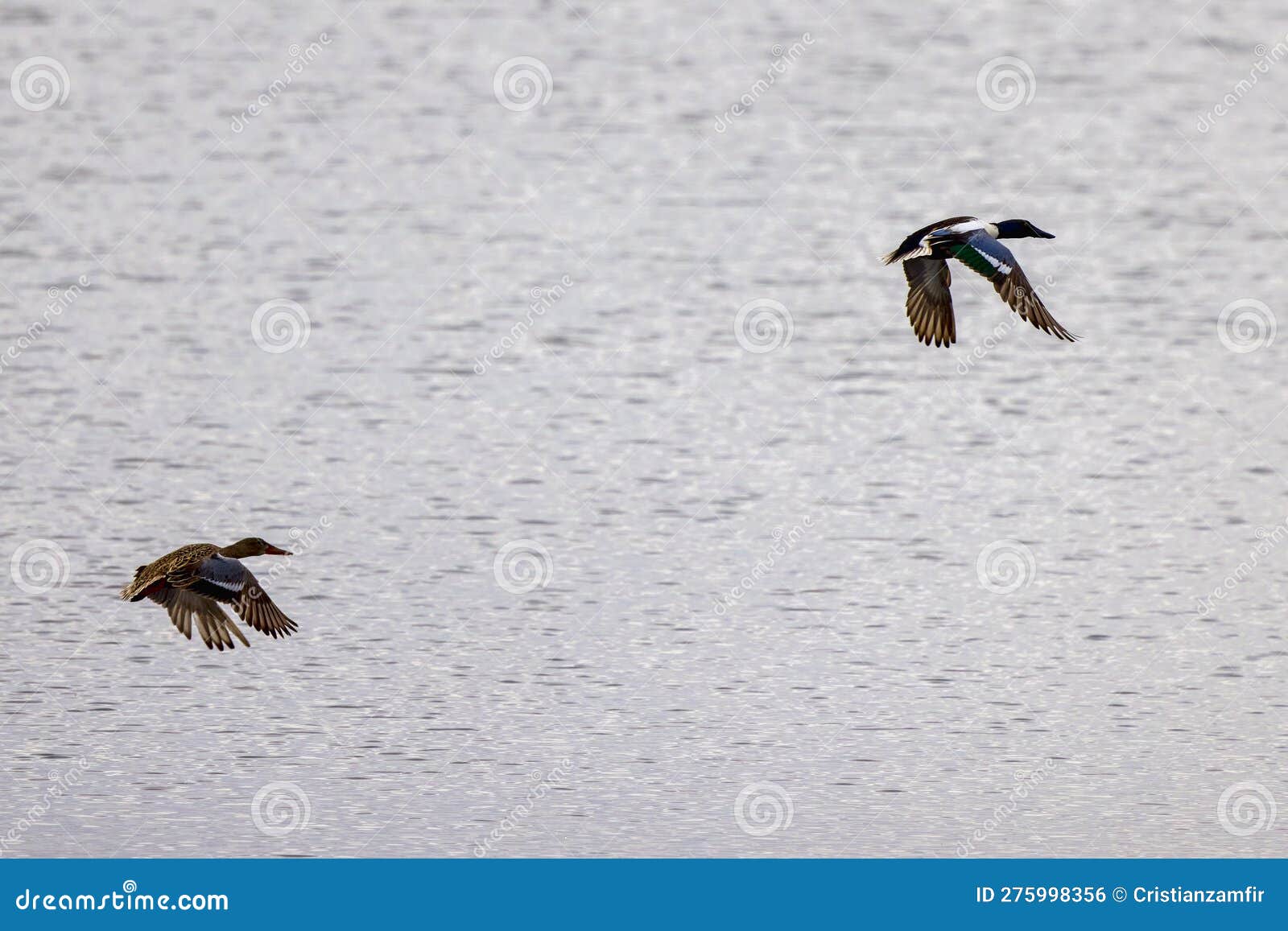 Wild ducks in flight stock photo. Image of wing, birds - 275998356