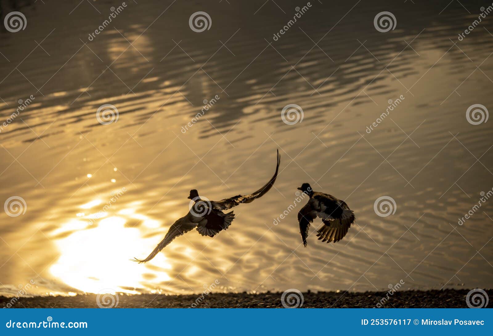 Pair of Wild Ducks Flying Off the Jarun Lake Beach during Sunset Stock ...