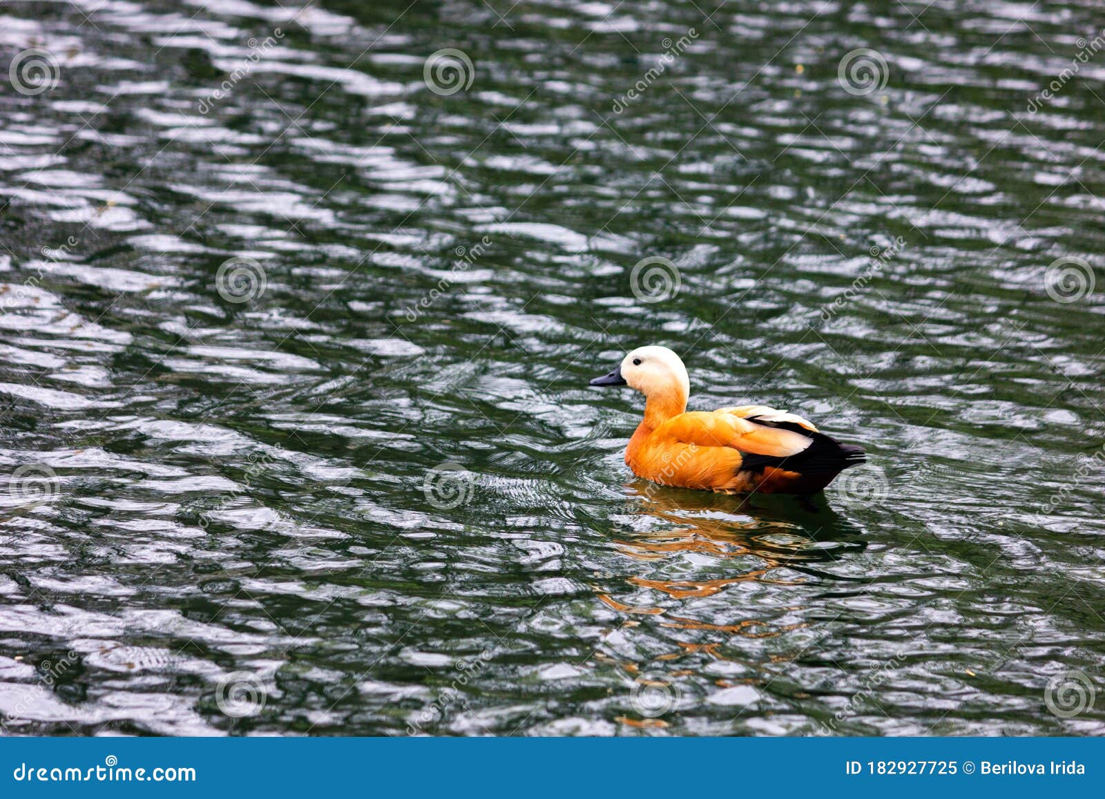 A Pair of Wild Ducks Ogar Sleeps on the Water. Stock Image - Image of ...