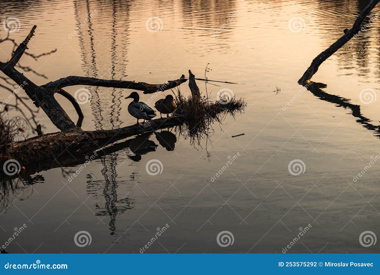 Pair of Wild Ducks Resting on the Fallen Tree in the Swamp with ...