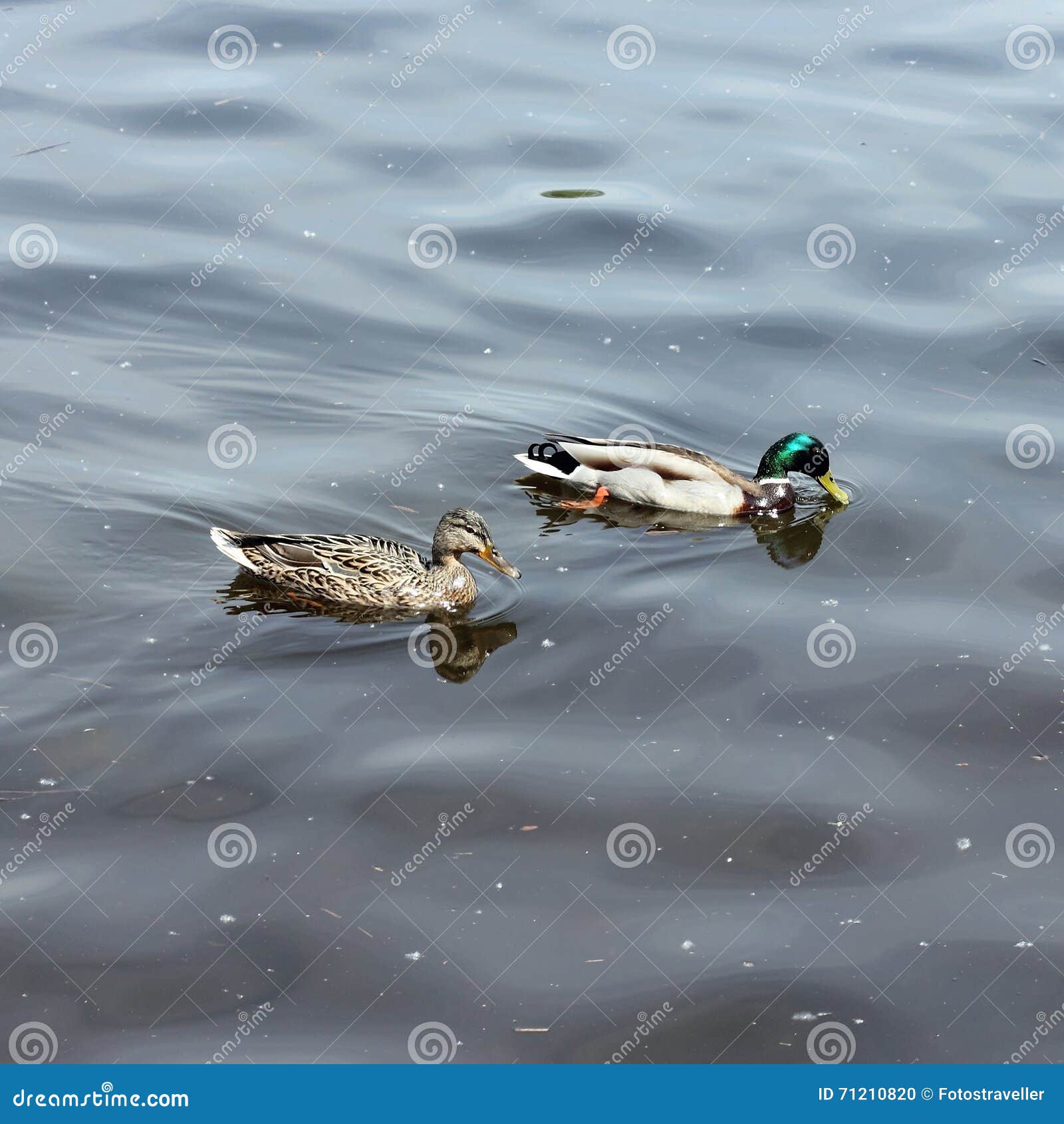 A pair of wild ducks stock photo. Image of mating, feathered - 71210820