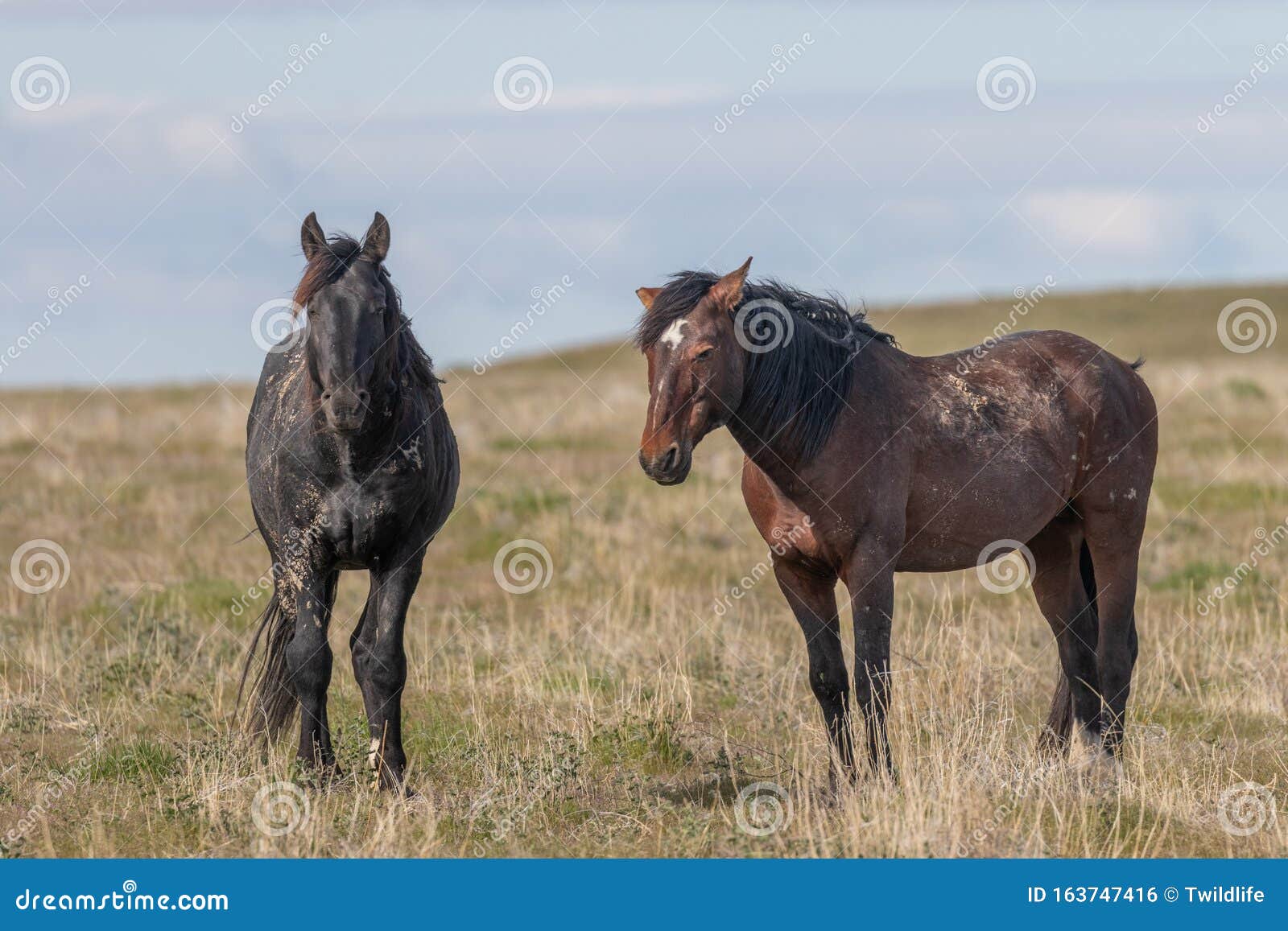 Pair of Wild Horses in Spring in Utah Stock Photo - Image of equine ...
