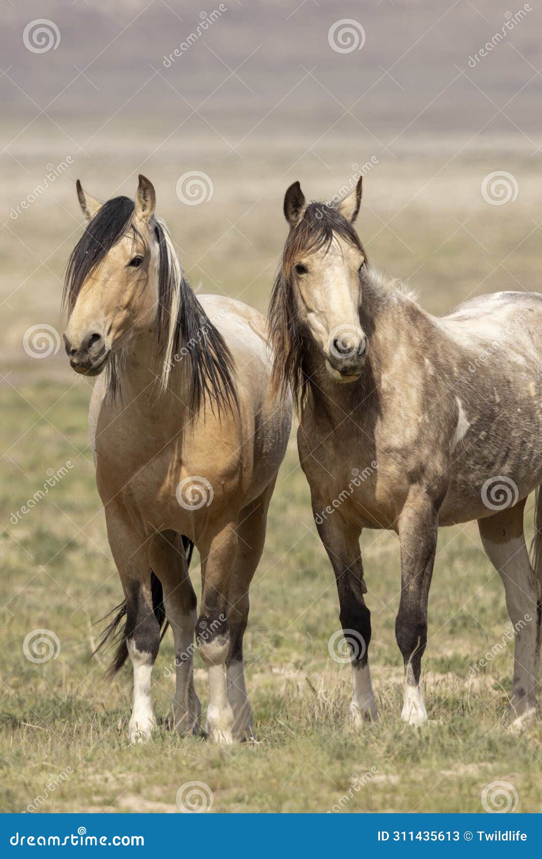 Pair of Wild Horses in Springtime in the Utah Desert Stock Image ...