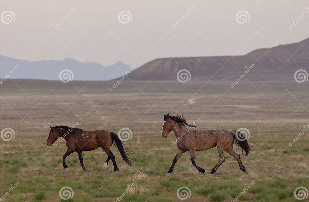 Pair of Wild Horses in the Utah Desert in Spring Stock Image - Image of ...