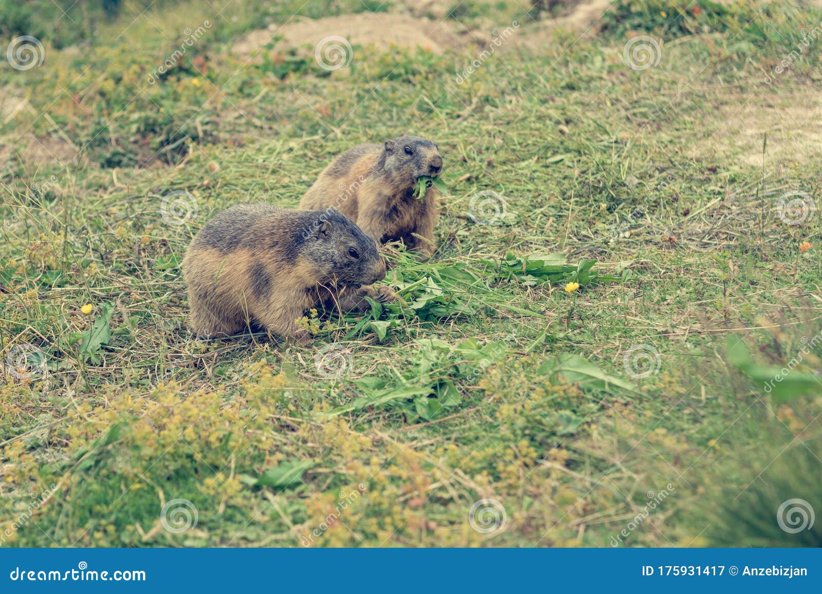 Pair of Wild Marmots Feeding on a Pasture. Stock Image - Image of pair ...