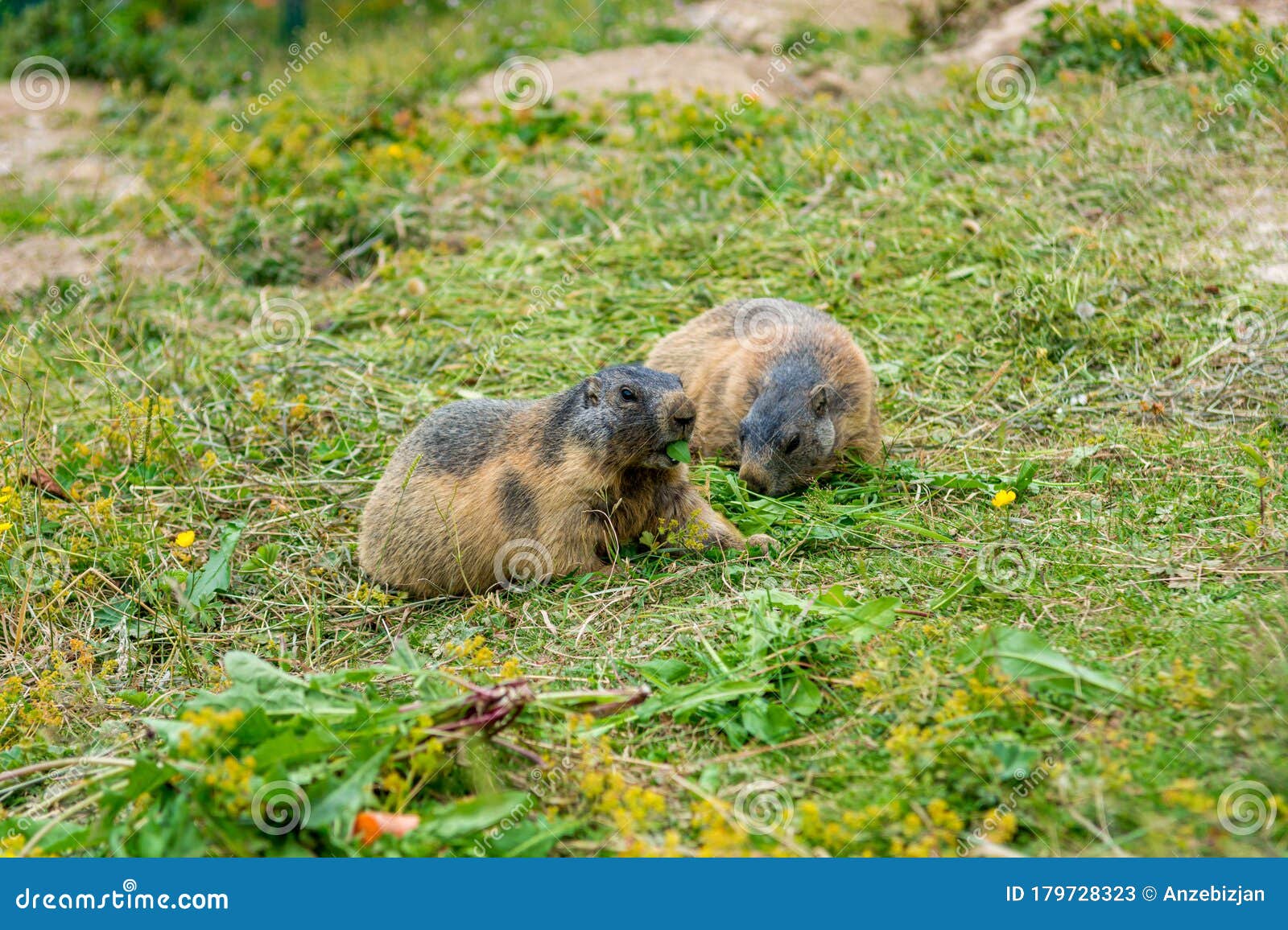 Pair of Wild Marmots Feeding on a Pasture. Stock Image - Image of ...