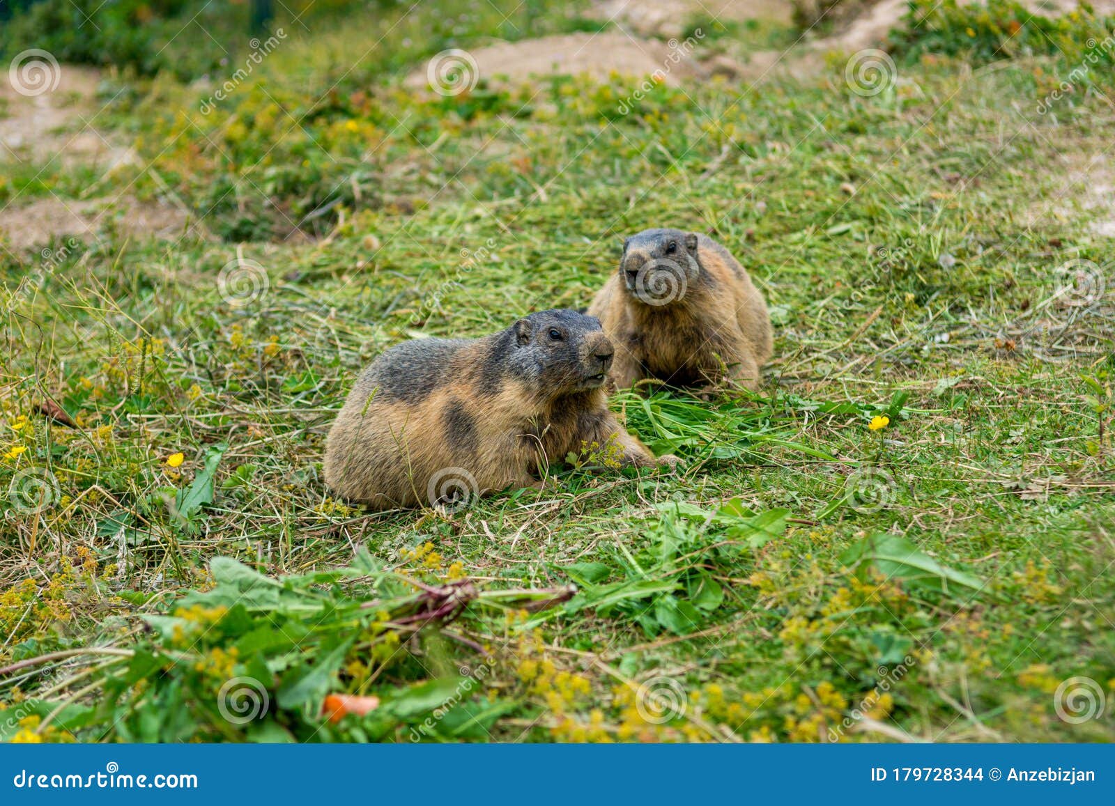 Pair of Wild Marmots Feeding on a Pasture. Stock Photo - Image of food ...