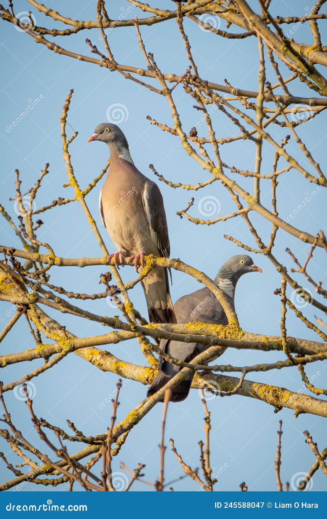 Wood Pigeon Pair among Tree Branched Stock Image - Image of branched ...