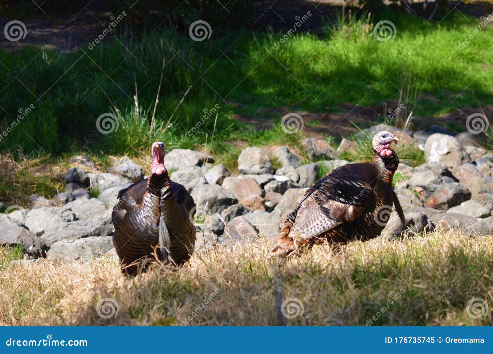 Pair of wild turkeys stock image. Image of turkeys, avian - 176735745