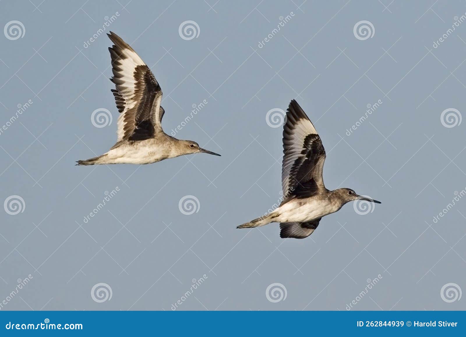 Pair of Willet, Tringa Semipalmata, in Flight Stock Image - Image of ...