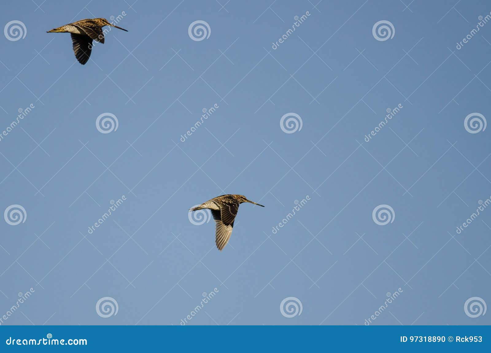 Pair of Wilson`s Snipe Flying in a Blue Sky Stock Photo - Image of ...