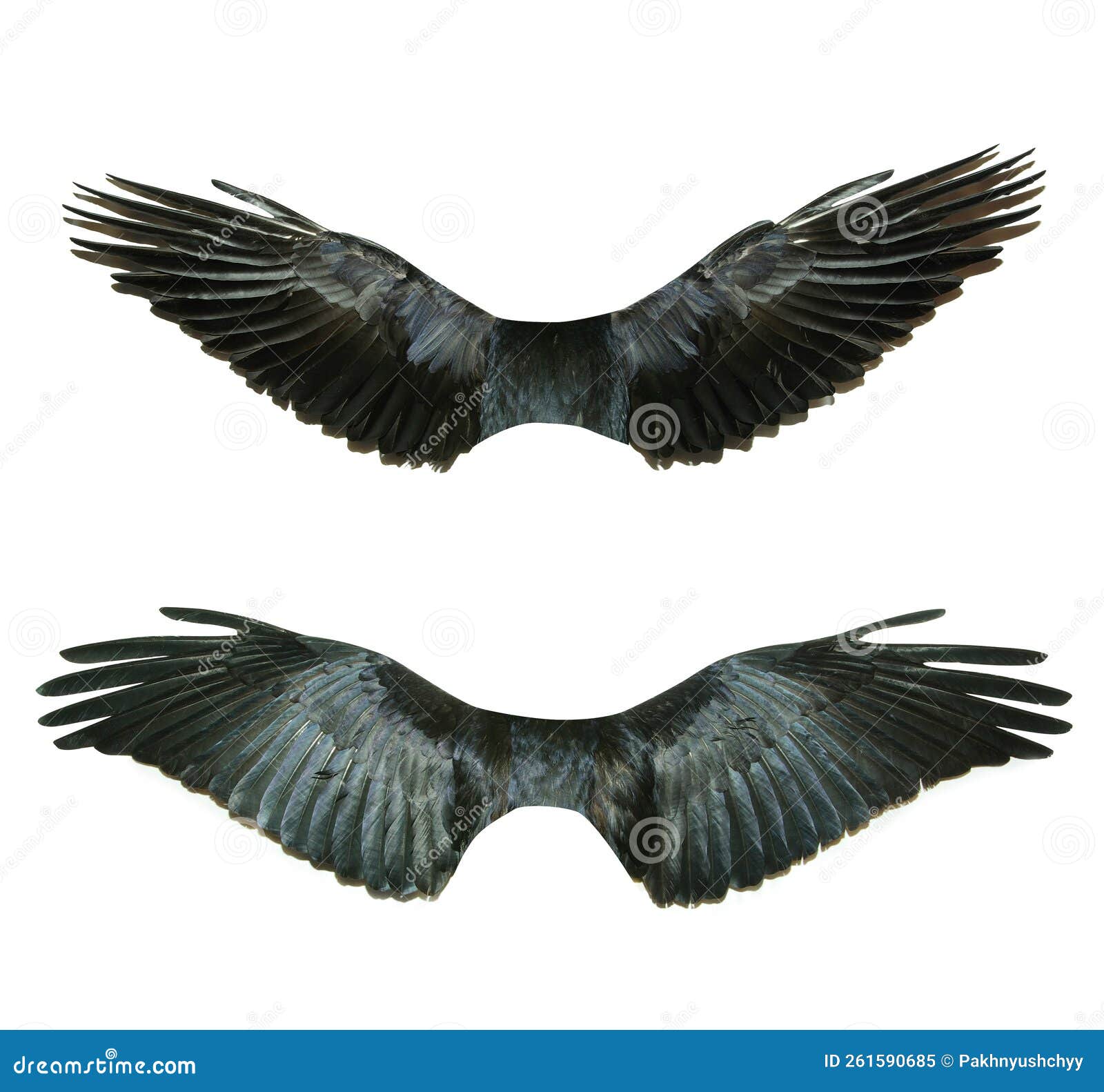 Pair of wings isolated stock image. Image of flap, holy - 261590685