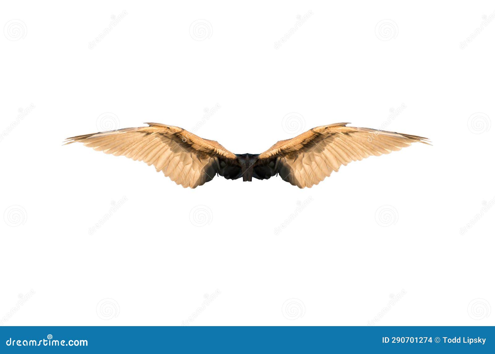 Pair of wings spread wide stock photo. Image of abstract - 290701274