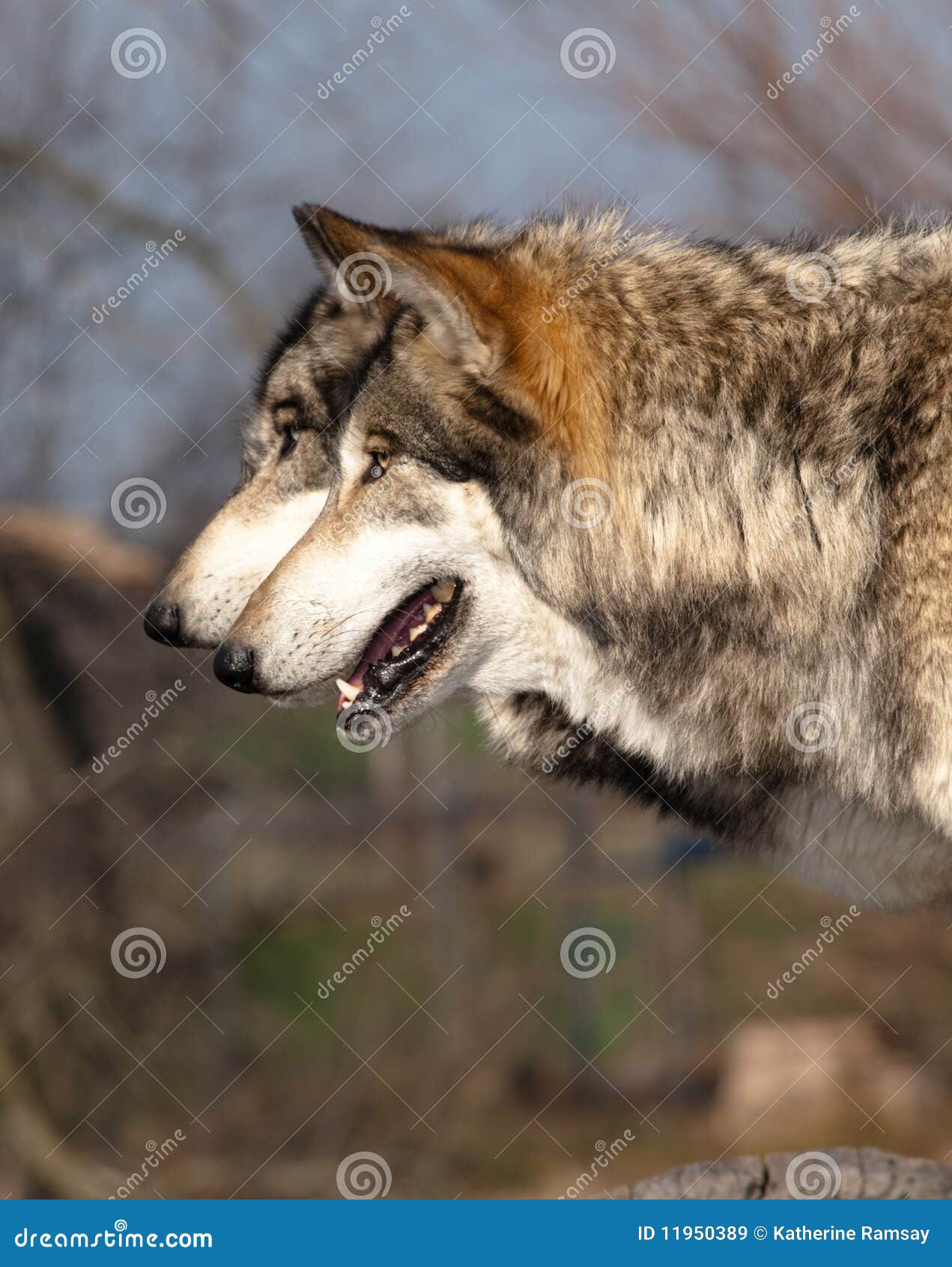 Pair of Wolves stock image. Image of partnership, gray - 11950389