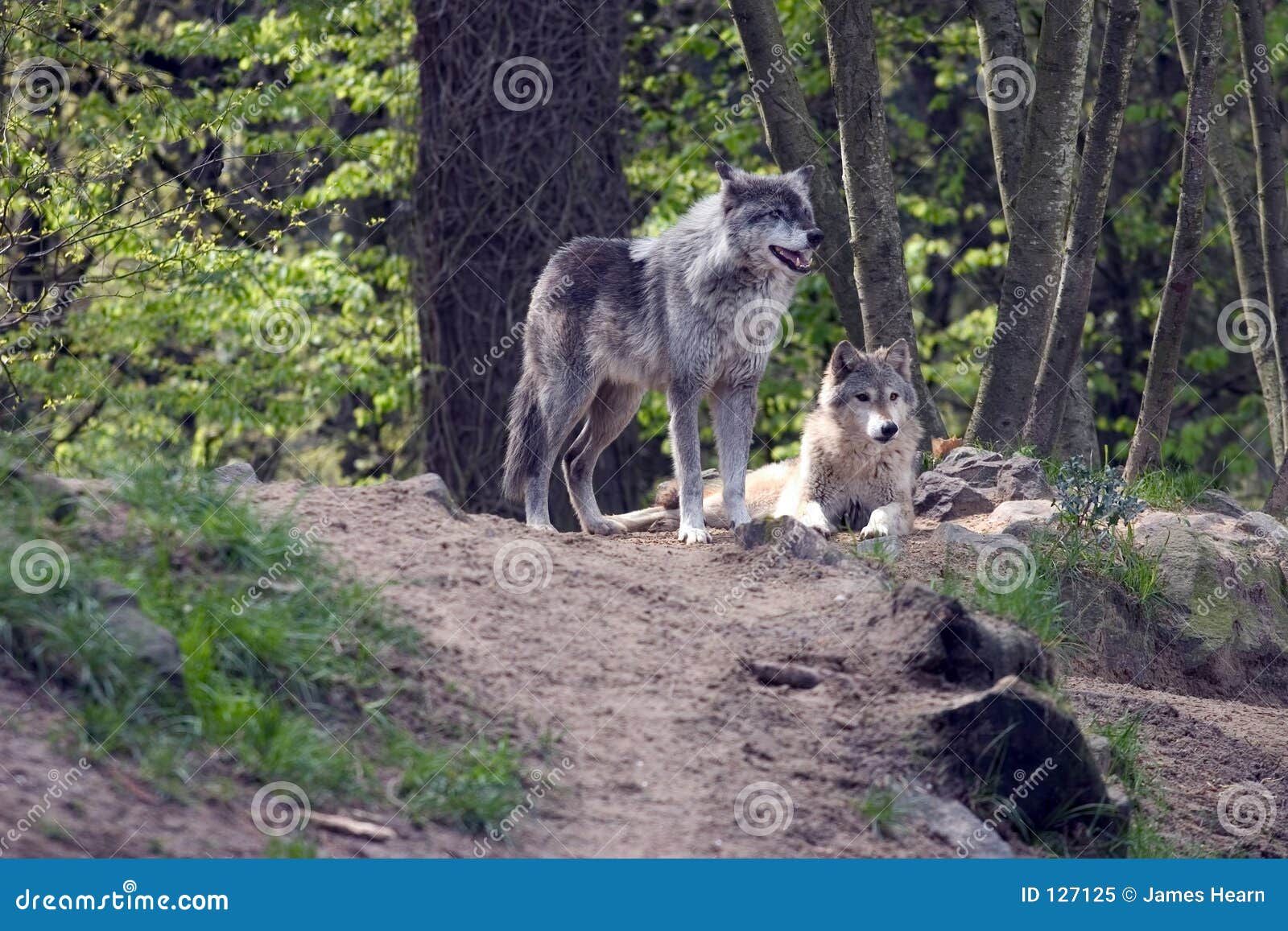 Pair of wolves stock image. Image of prey, hunt, yikes - 127125