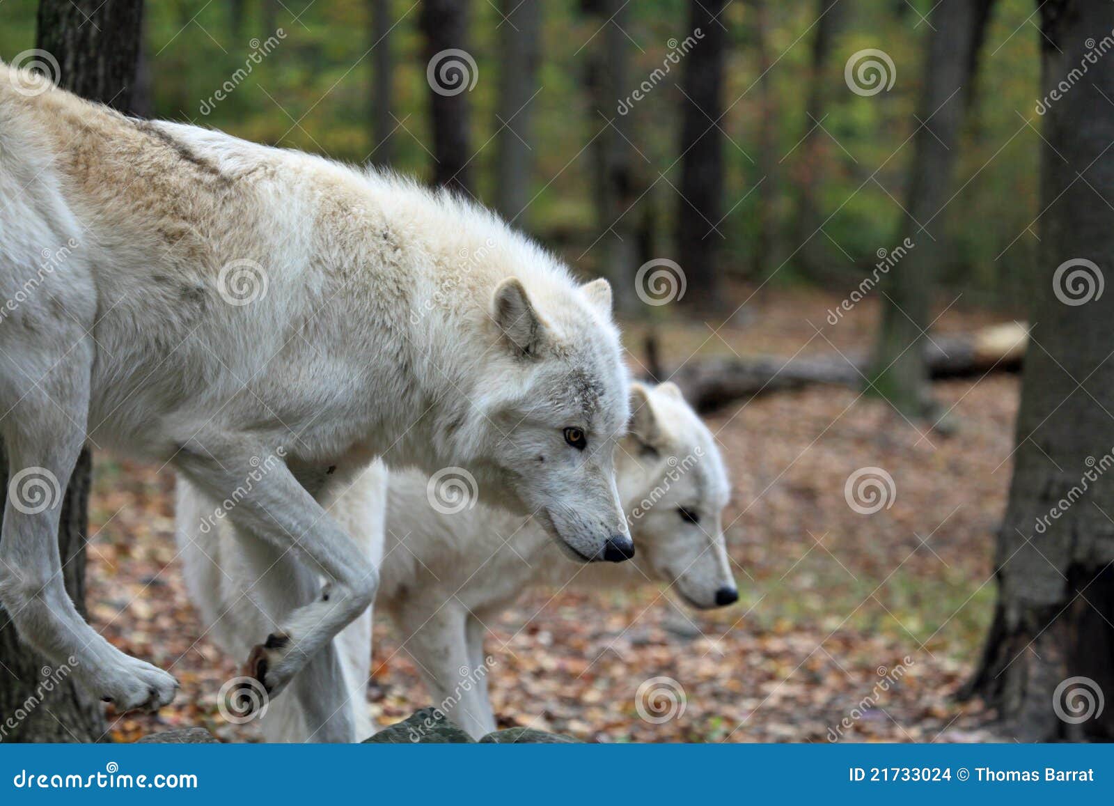 A pair of wolves stock photo. Image of looking, outside - 21733024