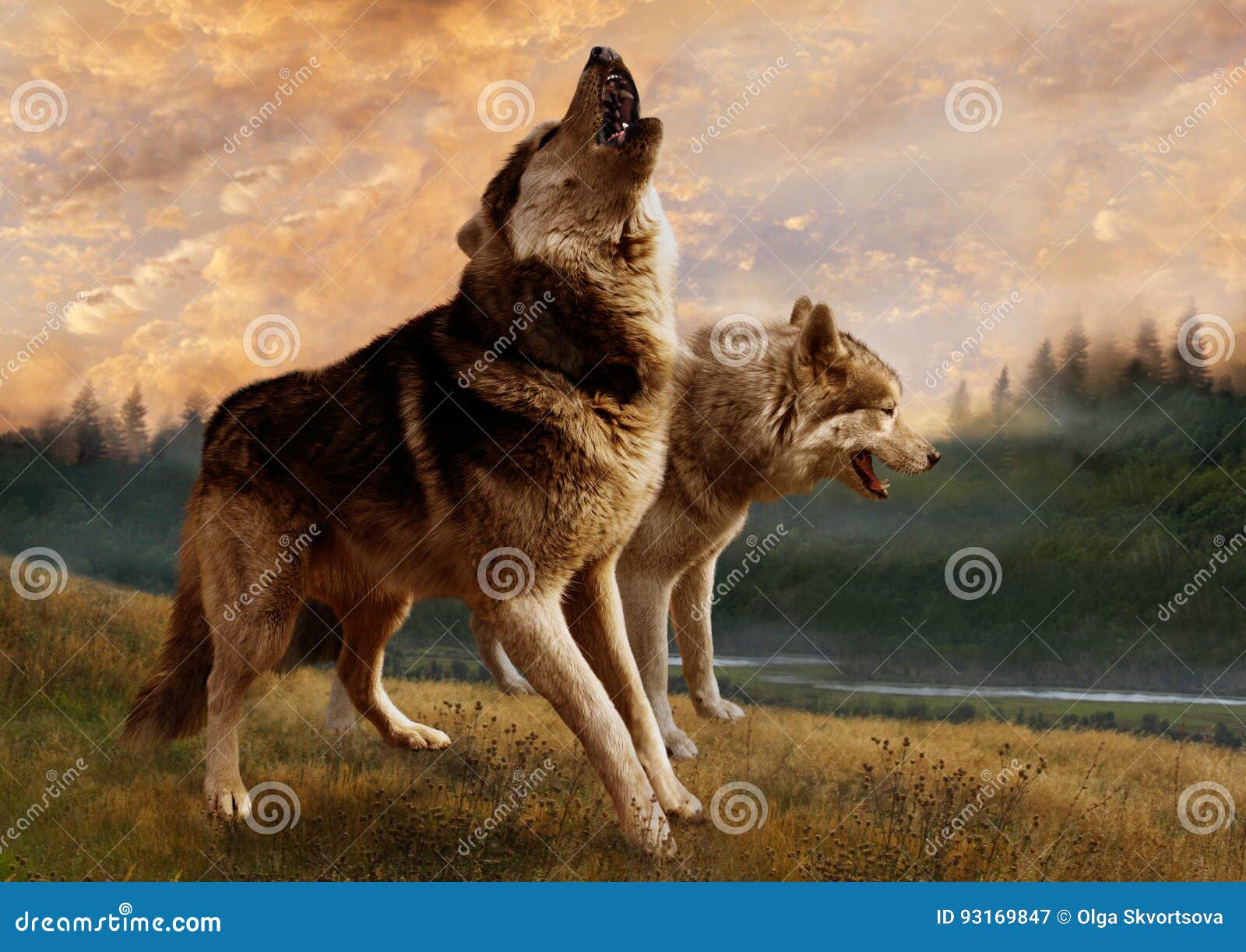 A Pair of Wolves Inspect Their Possessions Stock Image - Image of looks ...