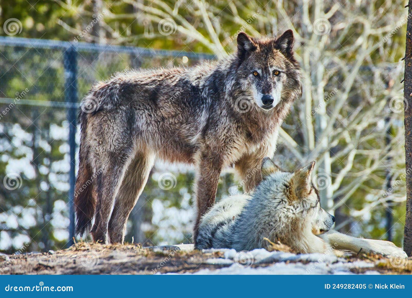 Pair of Wolves on Rocks Taking a Break in Park Stock Image - Image of ...