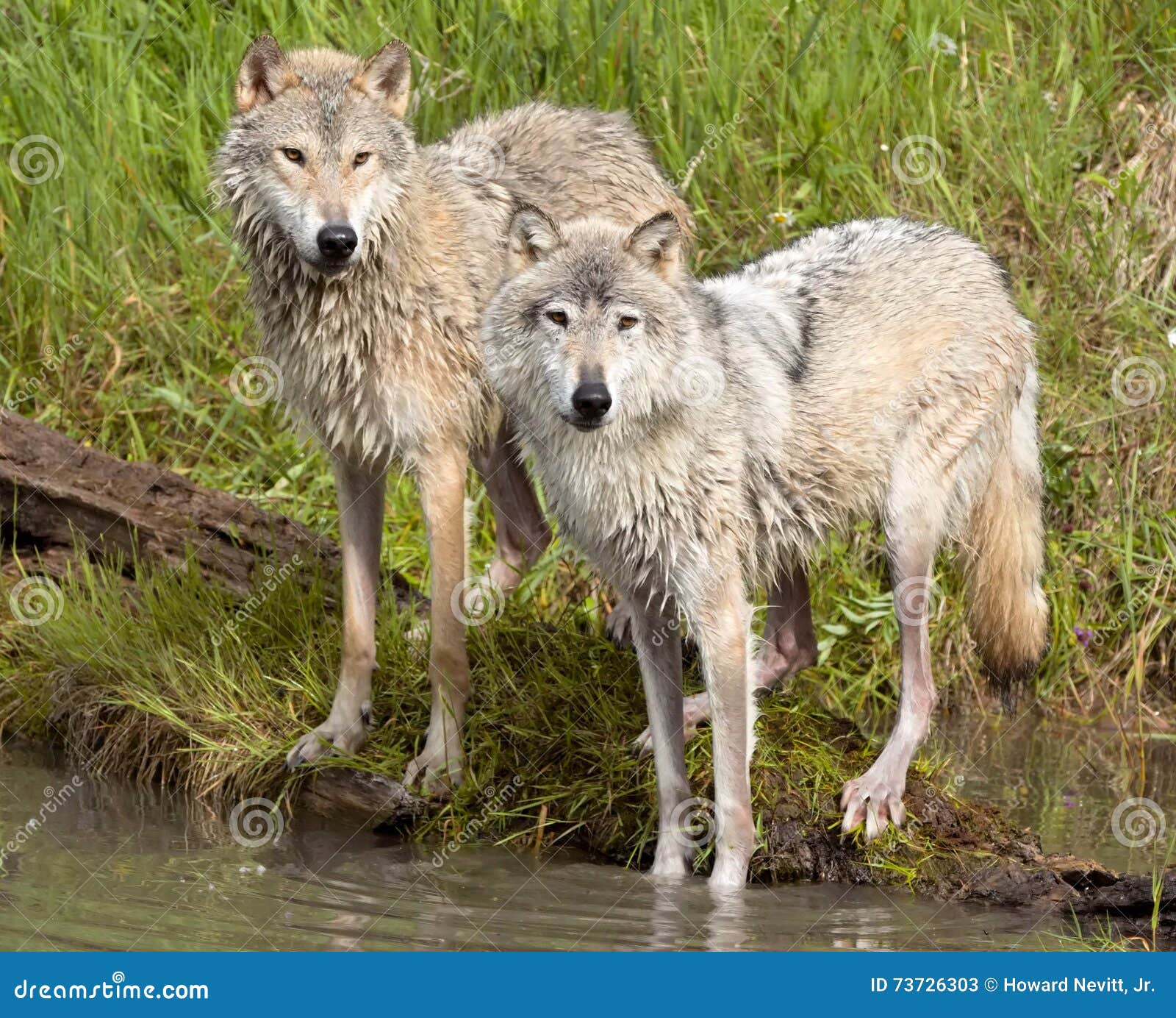 Pair of Wolves by Water, Wet. Stock Image - Image of environment ...