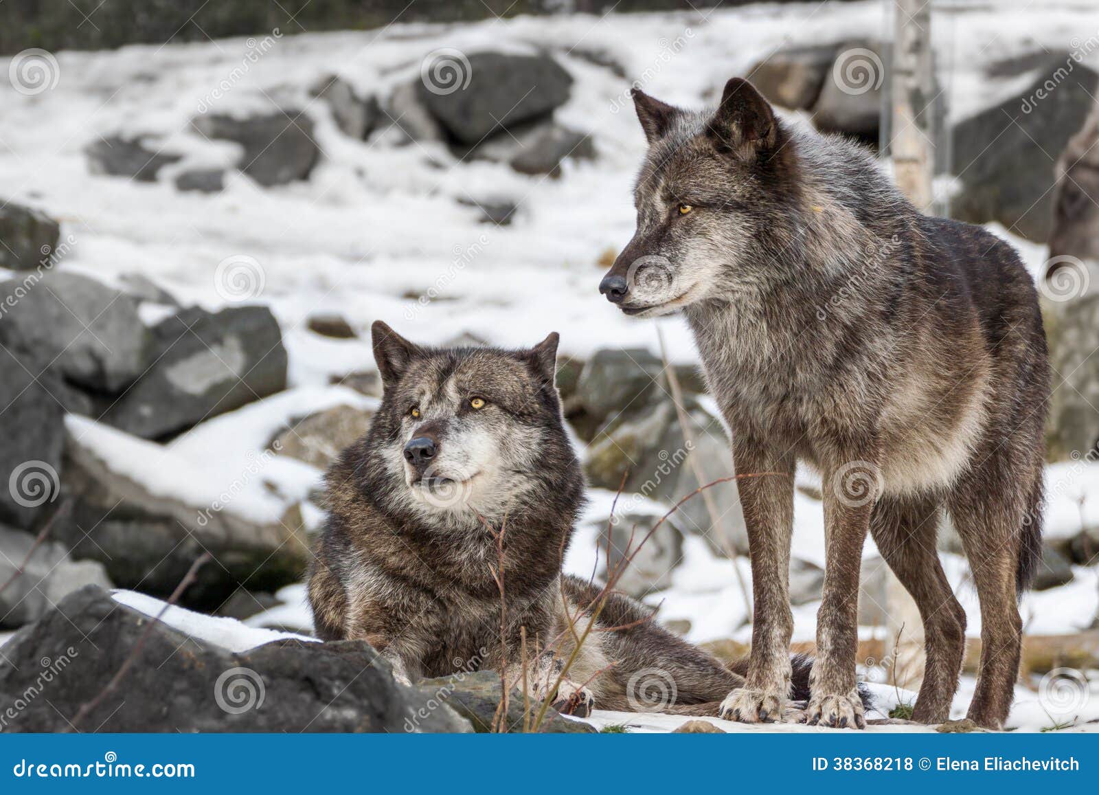 A Pair of Wolves in Winter Snow Stock Photo - Image of wolf, forest ...
